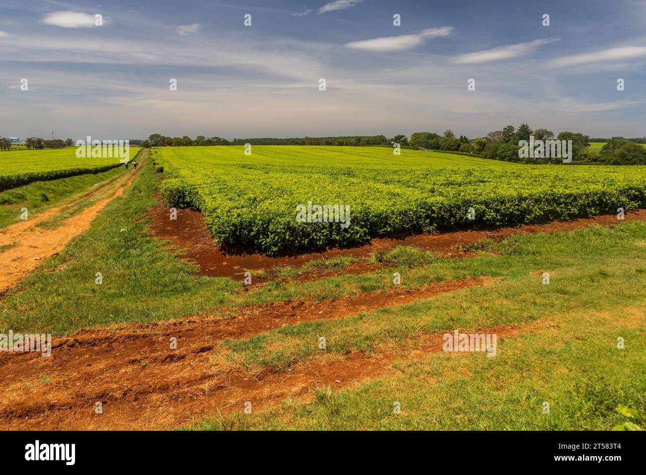 Tea plantations near Kericho, Kenya Stock Photo - Alamy