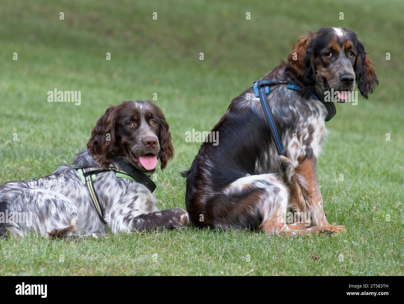 Cute photo of two young roan colored coloured Springer Spaniel sibling ...