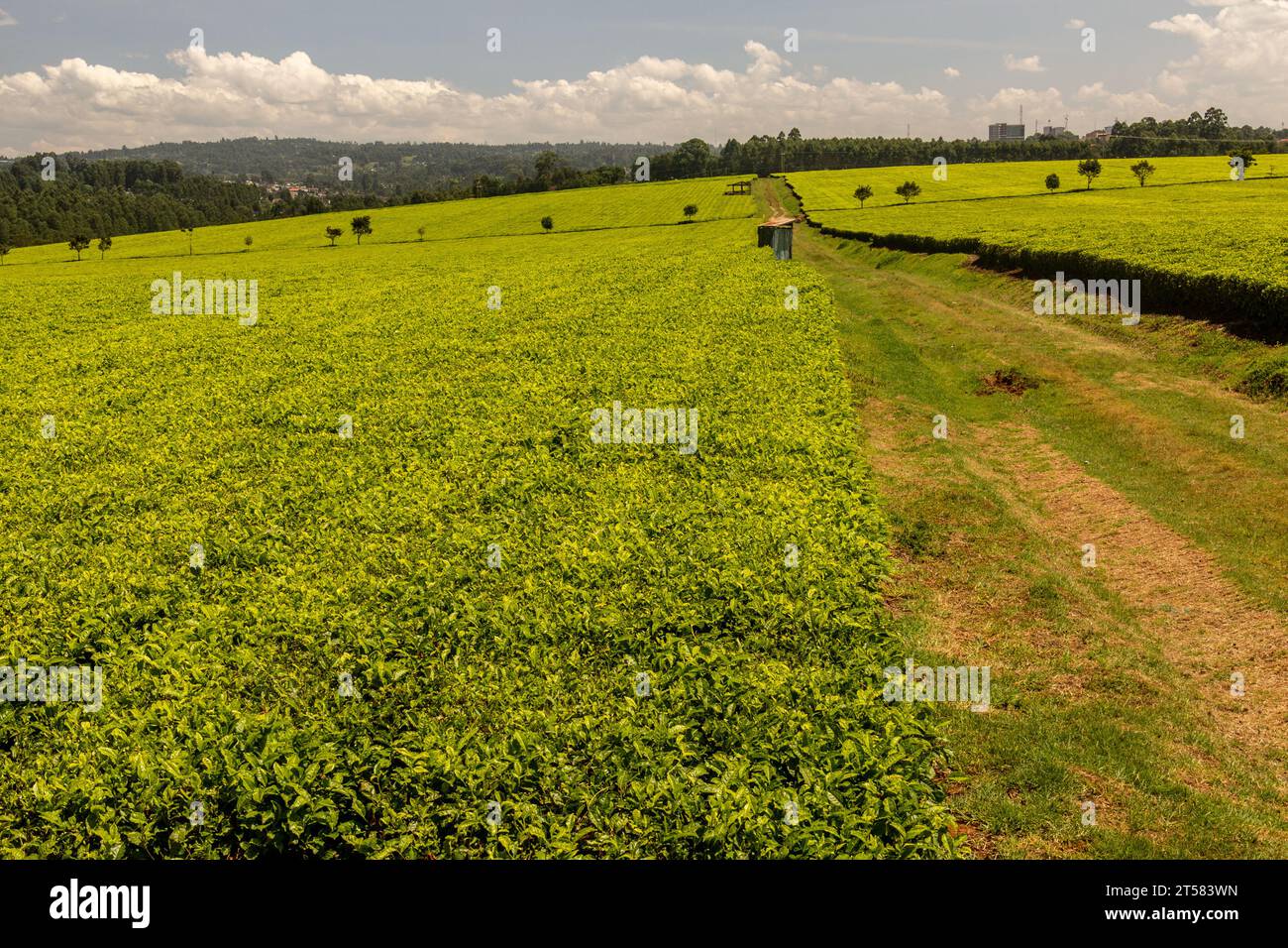 Tea plantations near Kericho, Kenya Stock Photo - Alamy