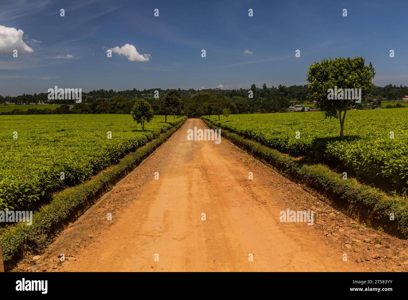 Tea plantations near Kericho, Kenya Stock Photo - Alamy