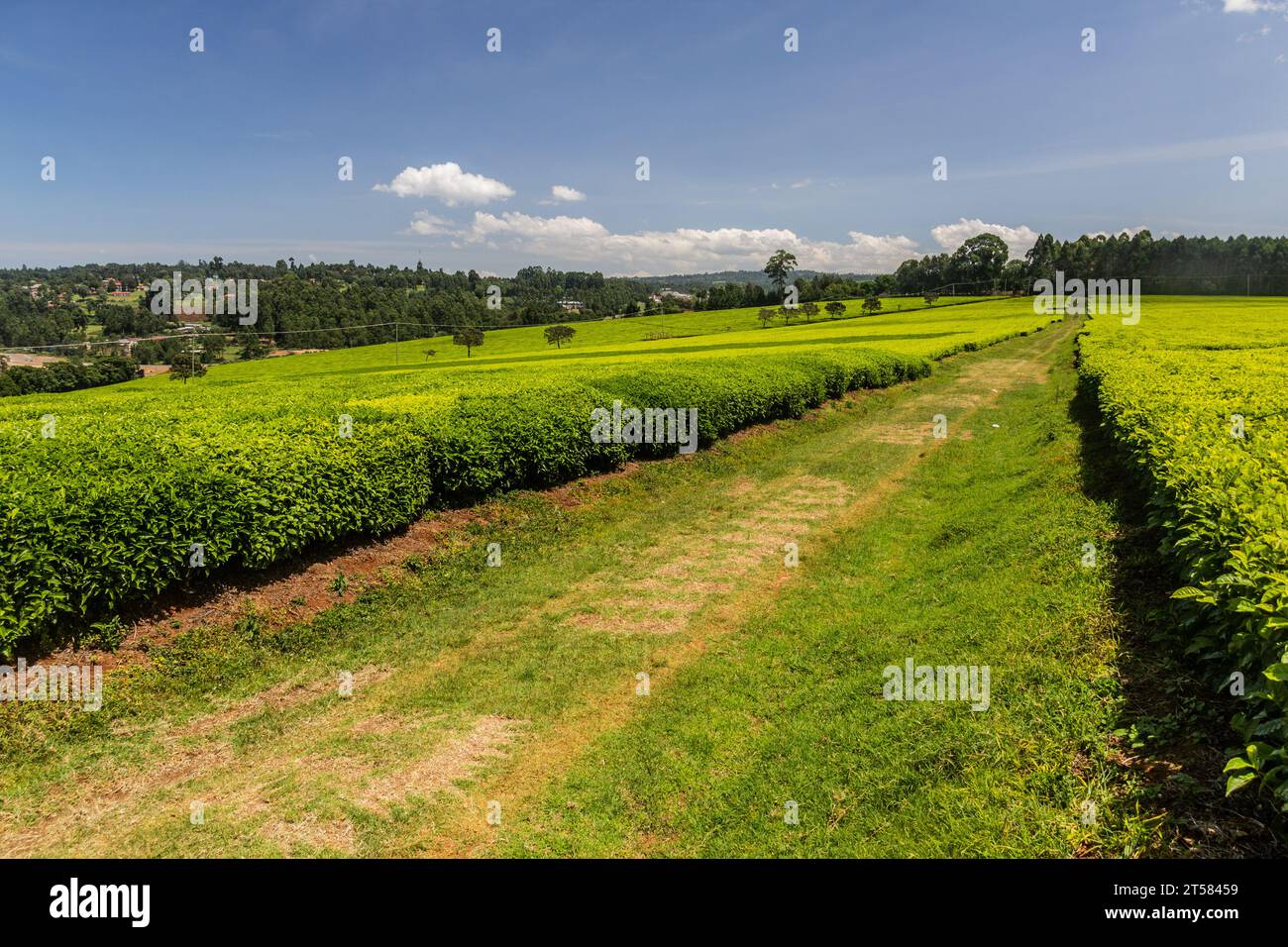Tea plantations near Kericho, Kenya Stock Photo - Alamy