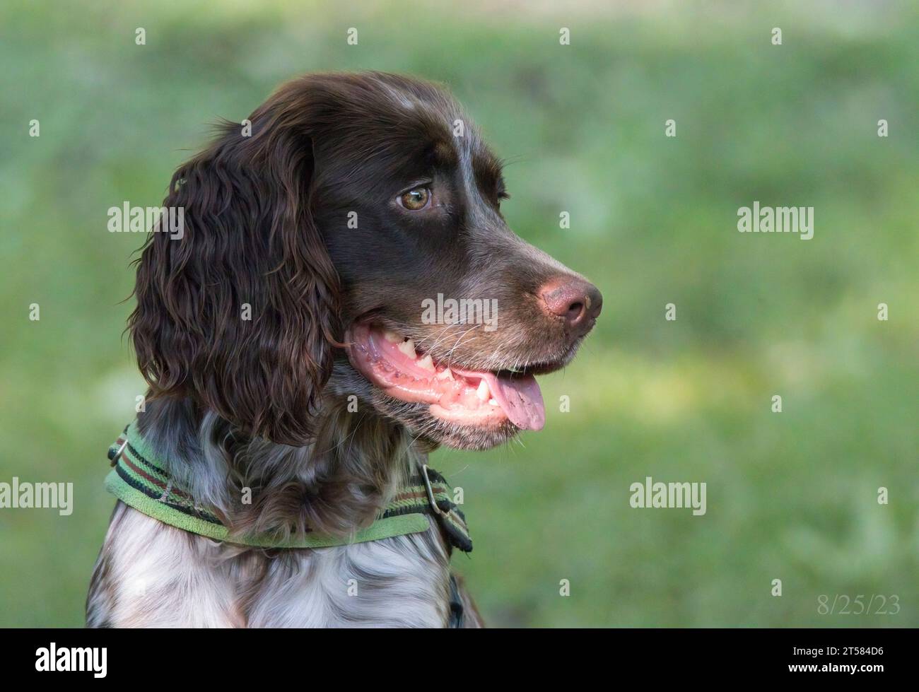 Young roan colored coloured Springer Spaniel posing with a smiling ...