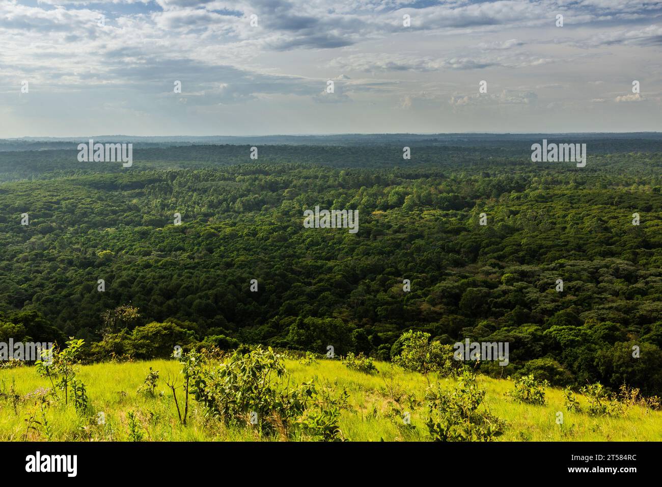 Aerial view of Kakamega Forest Reserve, Kenya Stock Photo - Alamy
