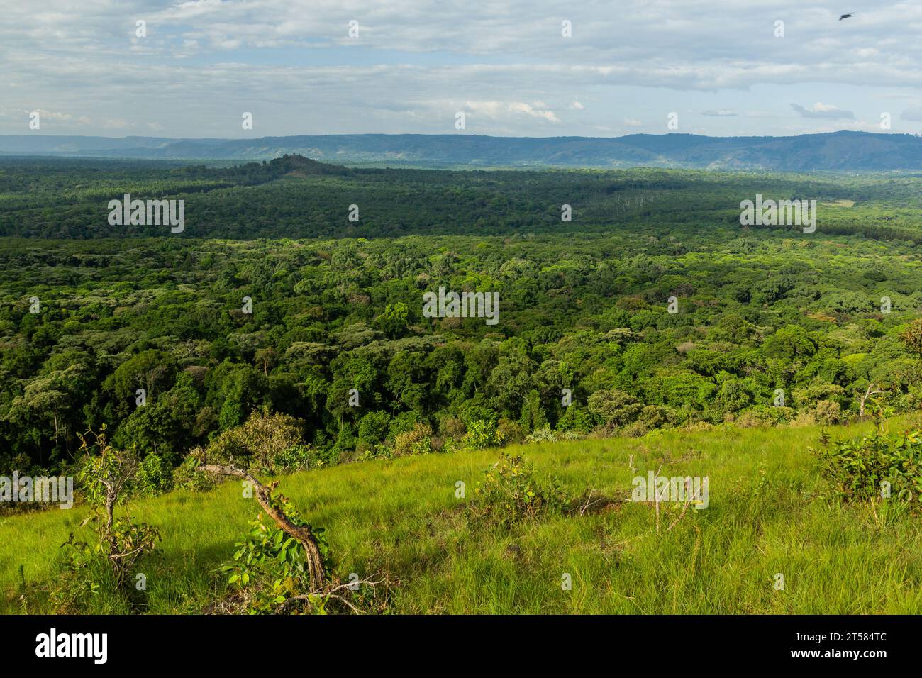 Aerial view of Kakamega Forest Reserve, Kenya Stock Photo - Alamy