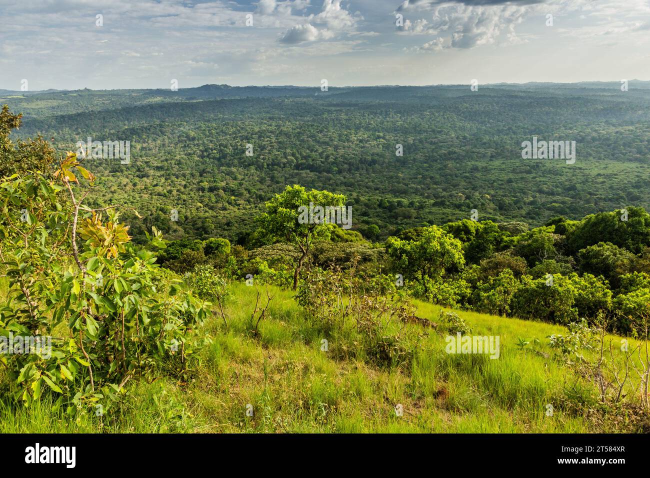 Kenya rainforest aerial hi-res stock photography and images - Alamy