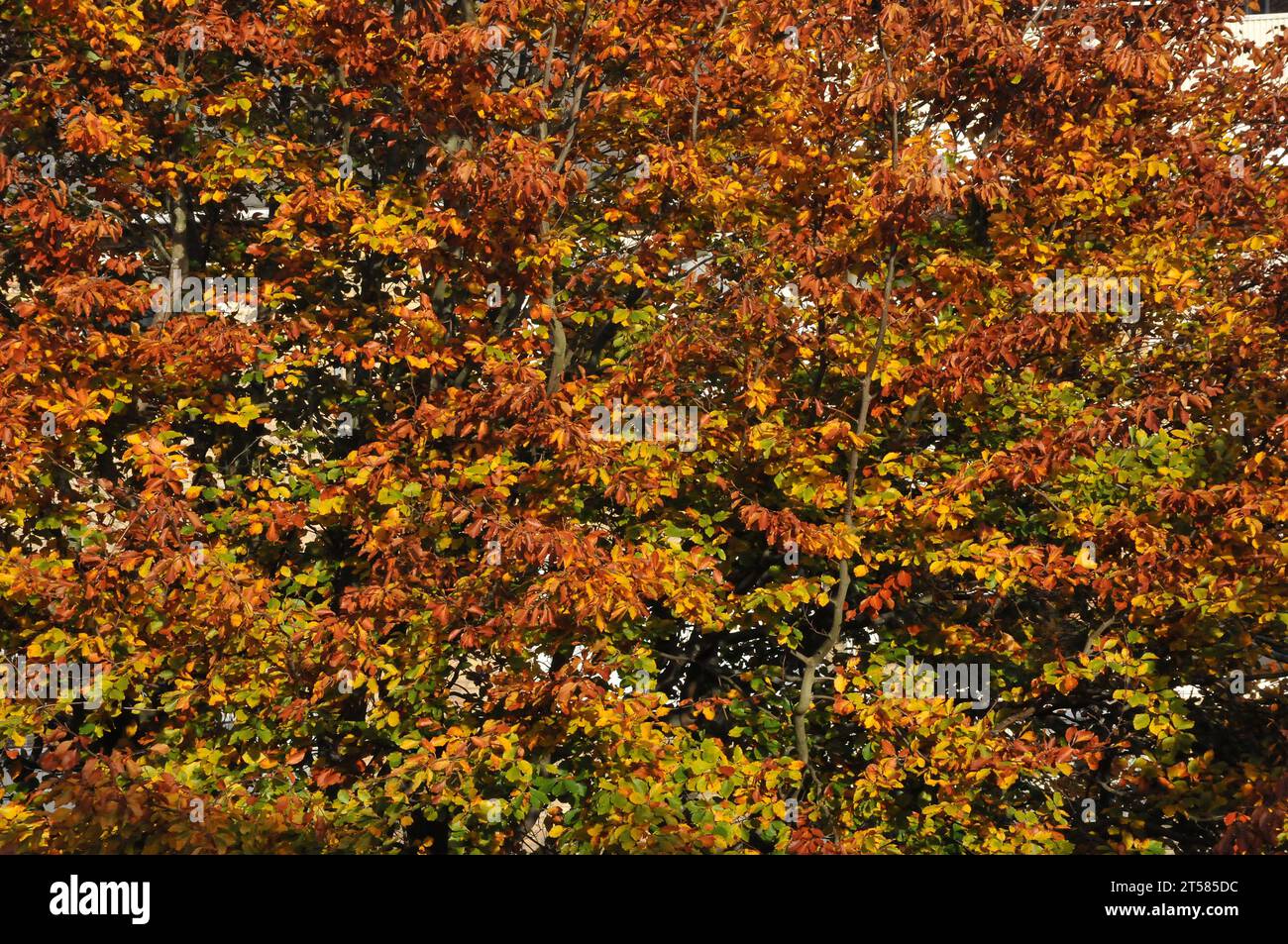 Copenhagen, Denmark /03 November 2023/Fall clolour leave and tree in ...