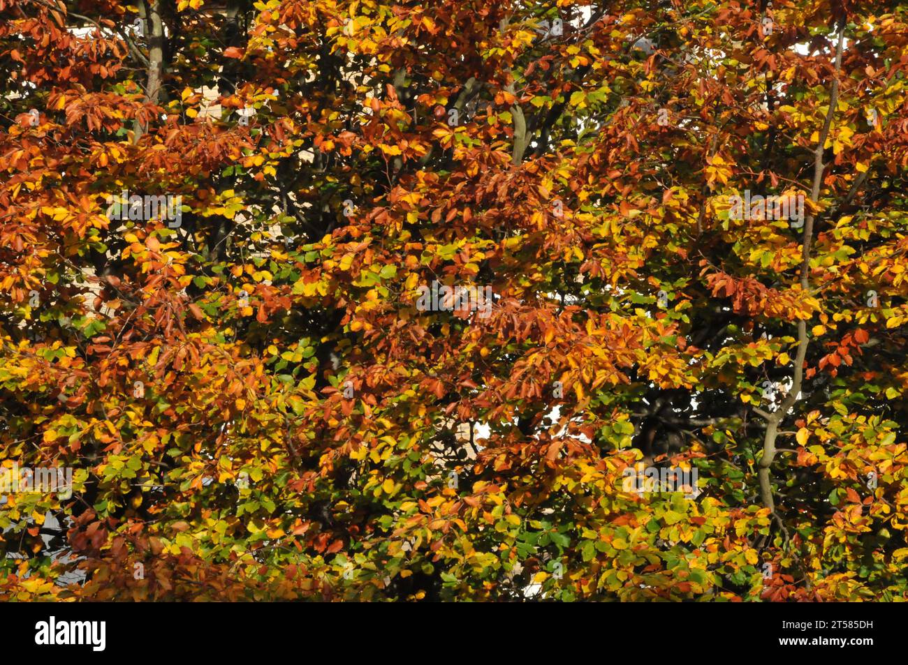 Copenhagen, Denmark /03 November 2023/Fall clolour leave and tree in ...
