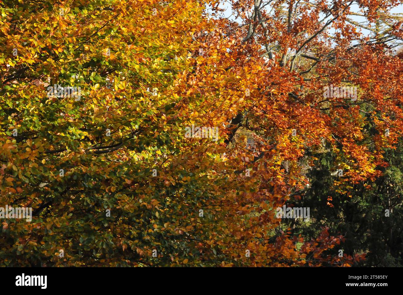 Copenhagen, Denmark /03 November 2023/Fall clolour leave and tree in ...