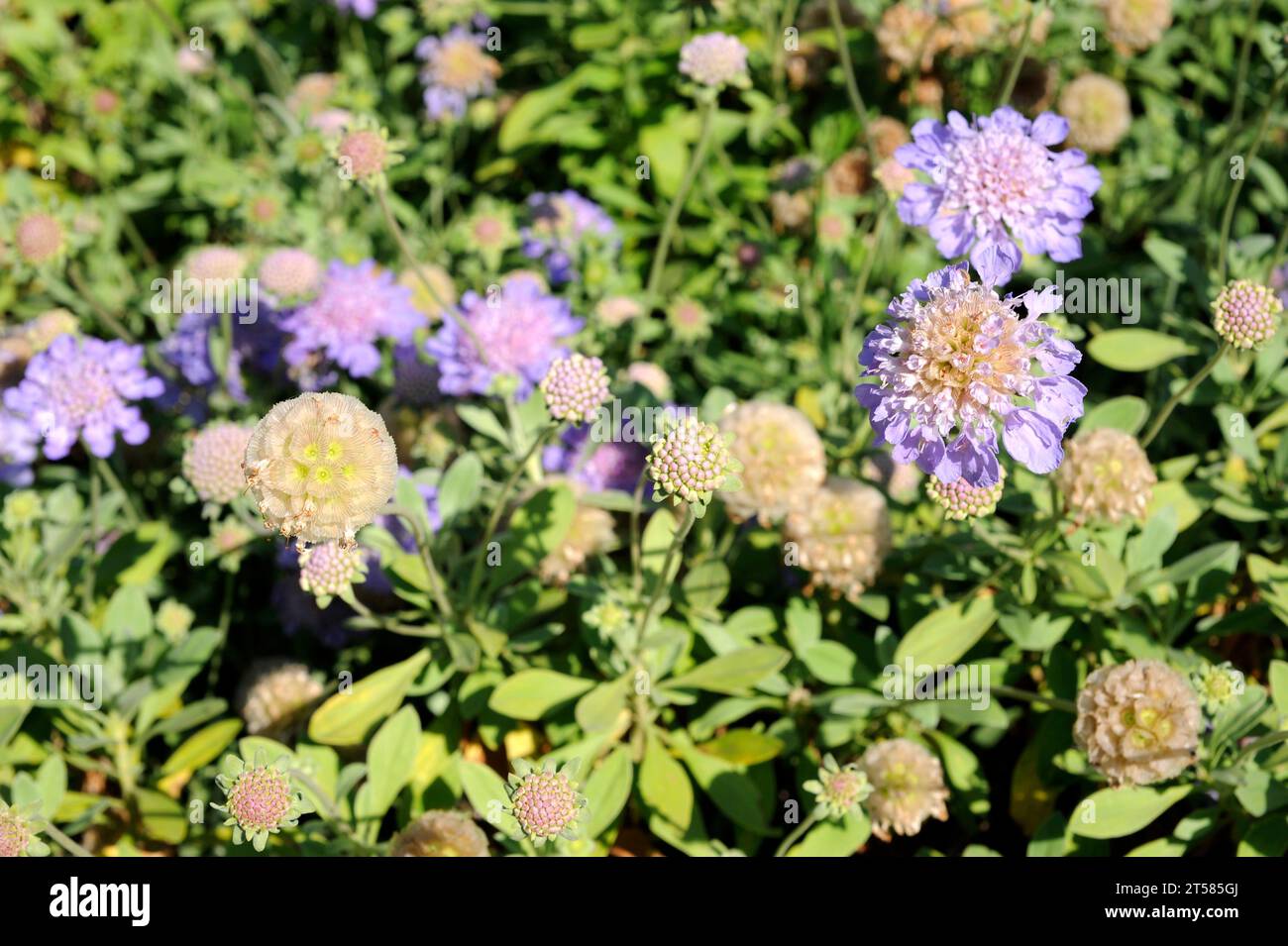 Scabiosa cretica or Lomelosia cretica is a perennial plant native to ...