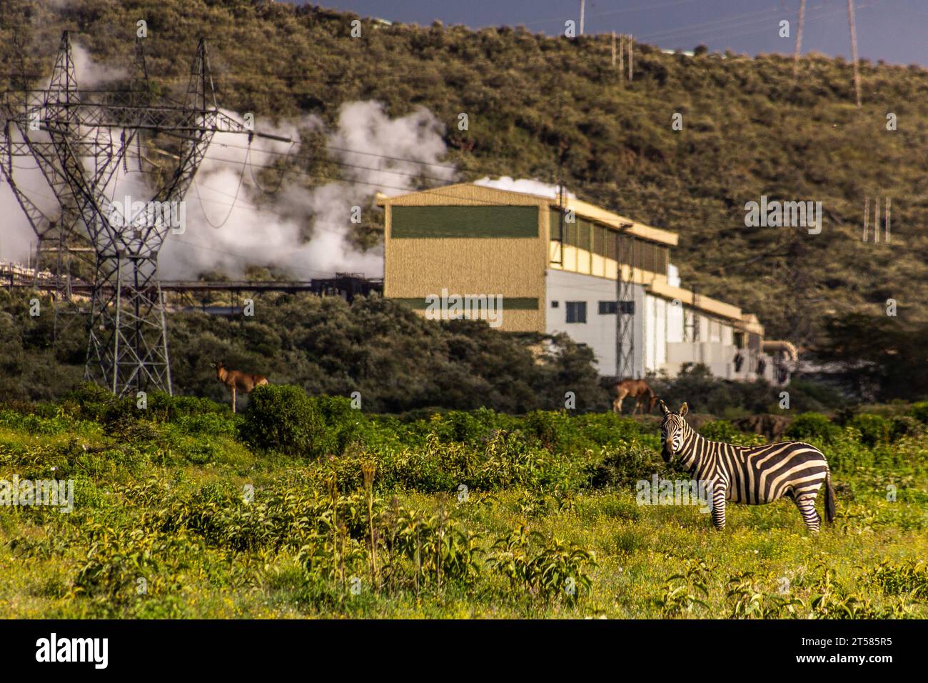 Zebra in front of Olkaria I Geothermal Power Station in the Hell's Gate ...
