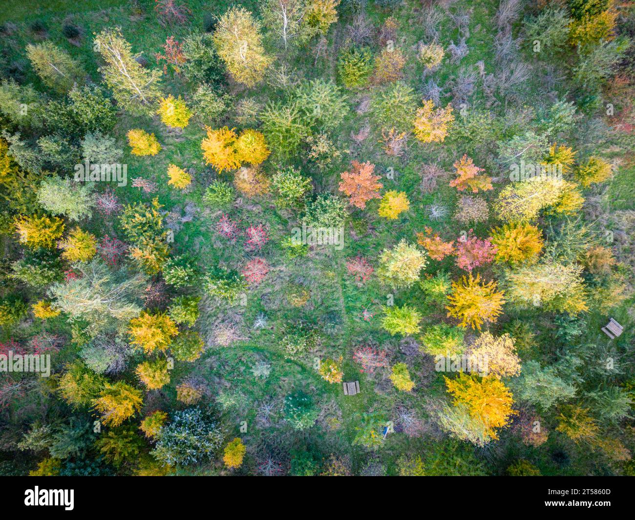 British trees hi-res stock photography and images - Alamy
