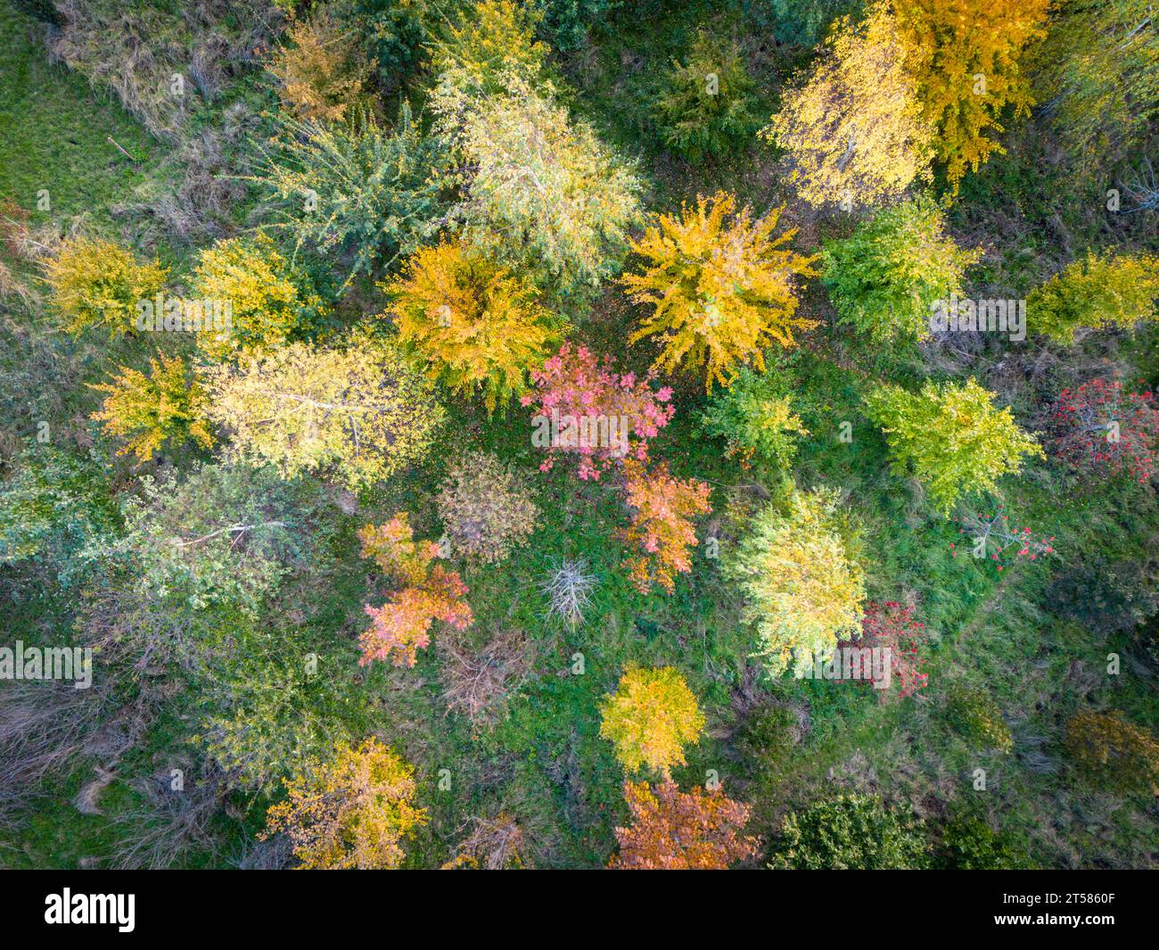 Willingham Cambridgeshire, UK. 3rd Nov, 2023. Trees turn a spectacular ...