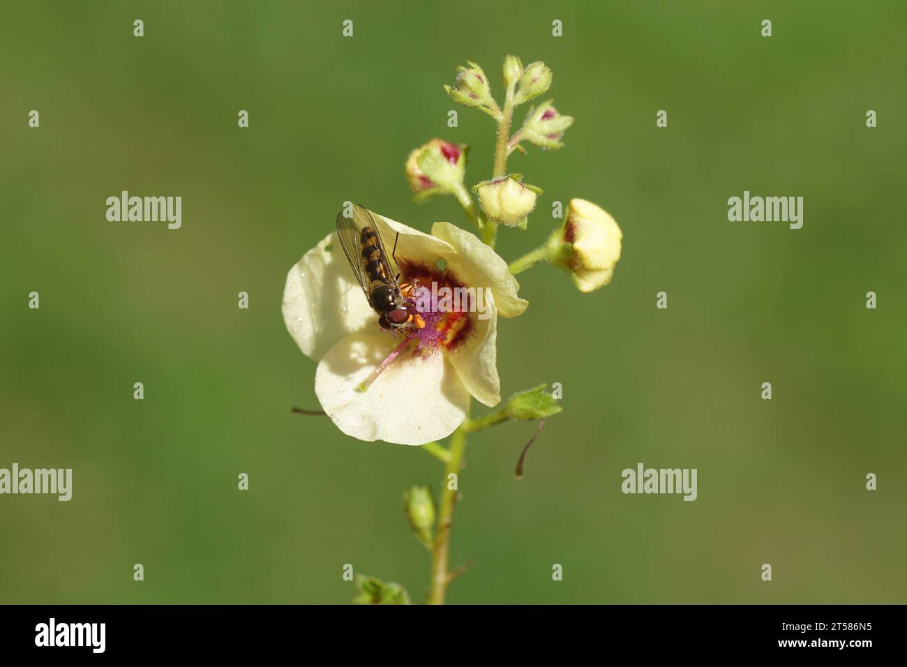Male hoverfly Meliscaeva auricollis, family hoverflies (Syrphidae) on ...