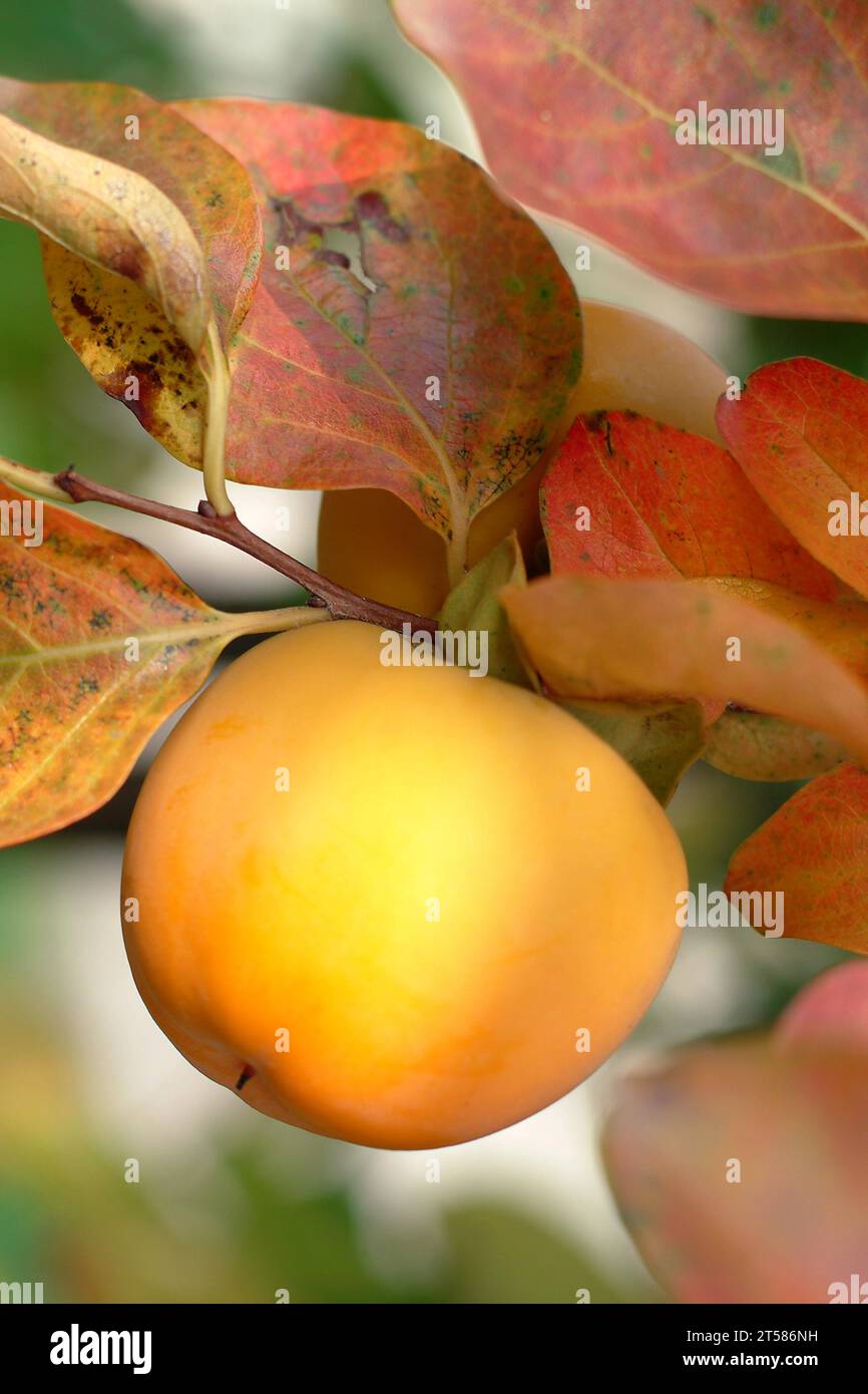 Persimmon texture hi-res stock photography and images - Alamy