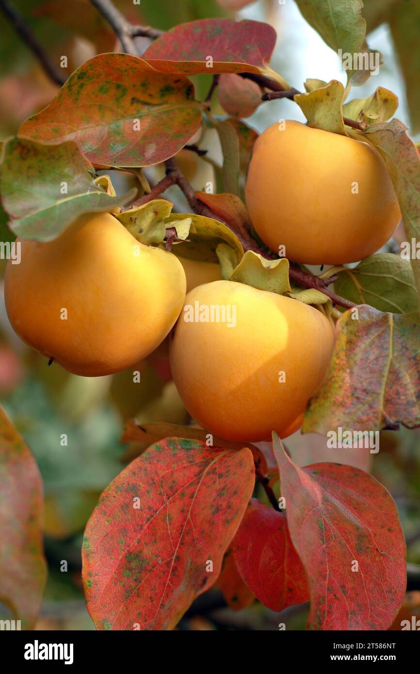 Diospyros kaki persimmon fruits agriculture hi-res stock photography ...