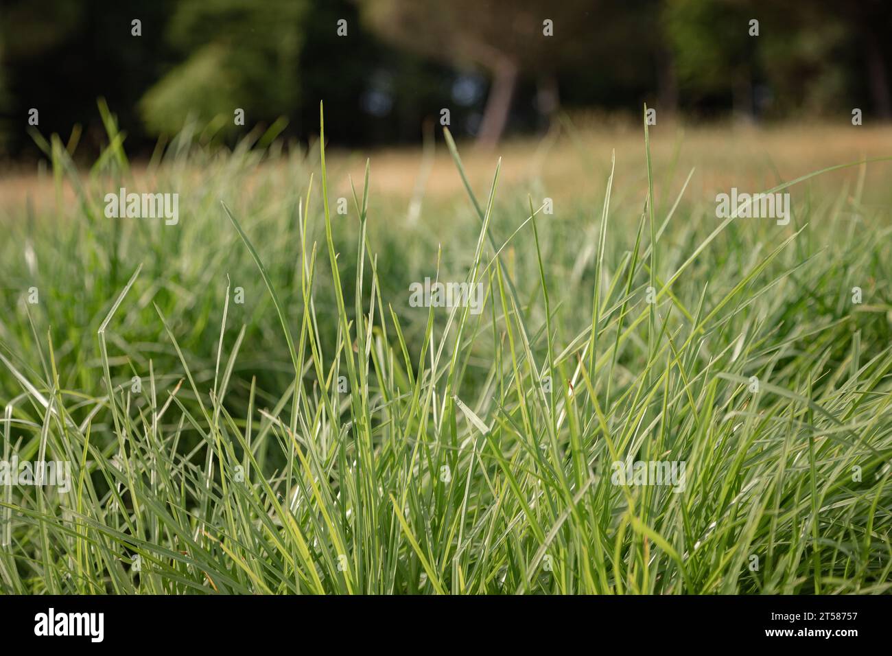 Green grass field foreground hi-res stock photography and images - Alamy