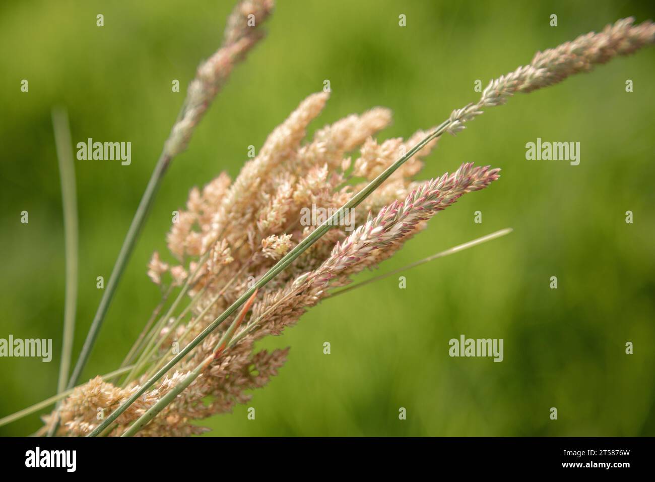 Holcus lanatus - detail of wild plant in green meadow with blurred ...
