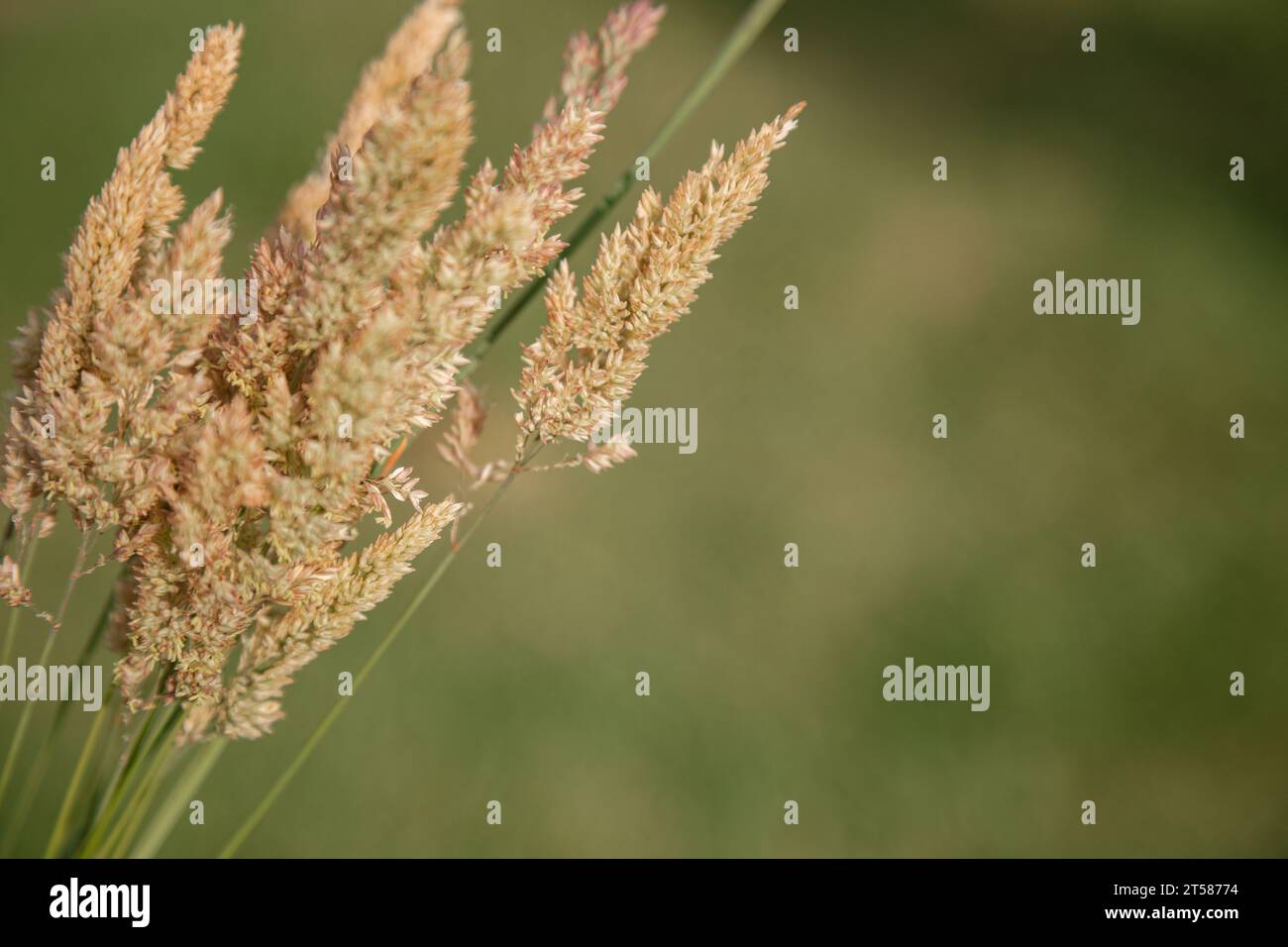 Holcus lanatus - detail of wild plant in green meadow with blurred ...