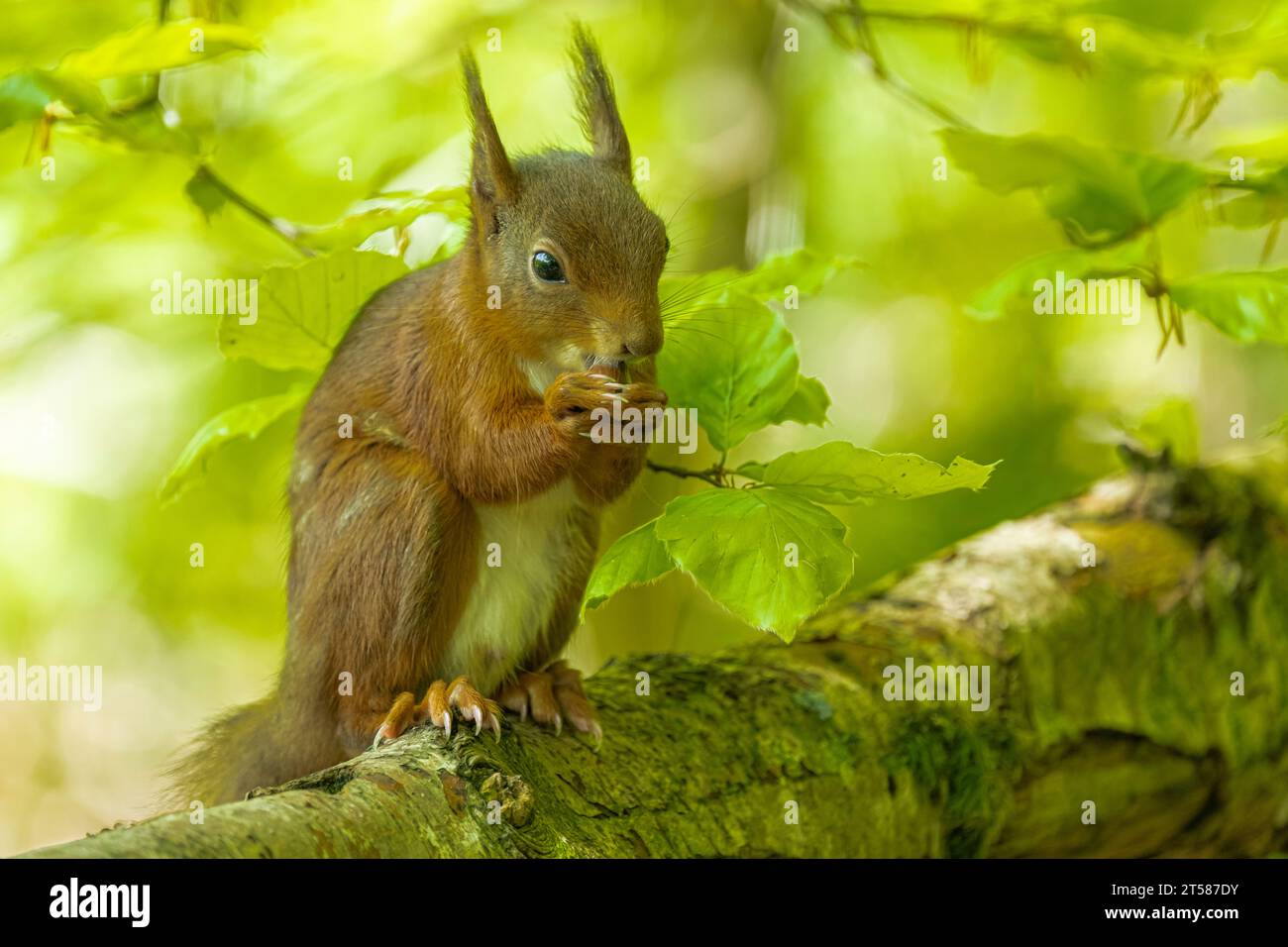 Squirrel at The Dingle Llangefni Stock Photo - Alamy