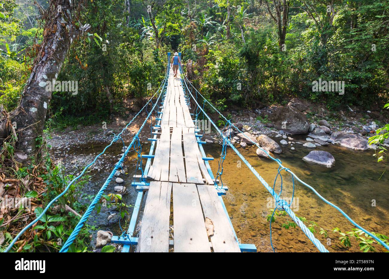 Tourist on the suspension bridge in tropical jungle, Honduras Stock ...