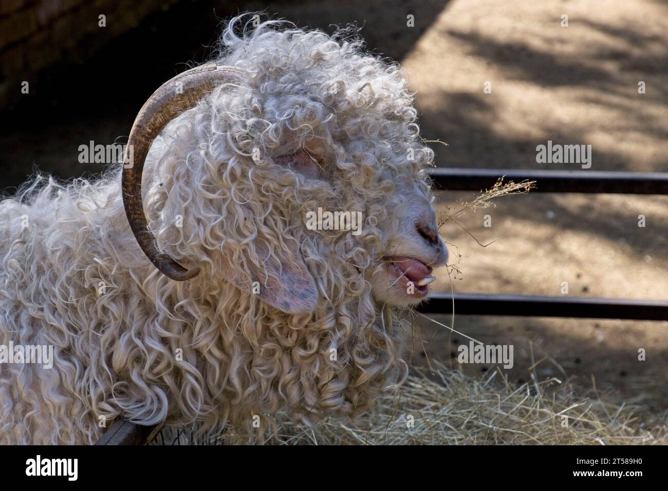Portrait wooly Angora goat grazing Stock Photo - Alamy