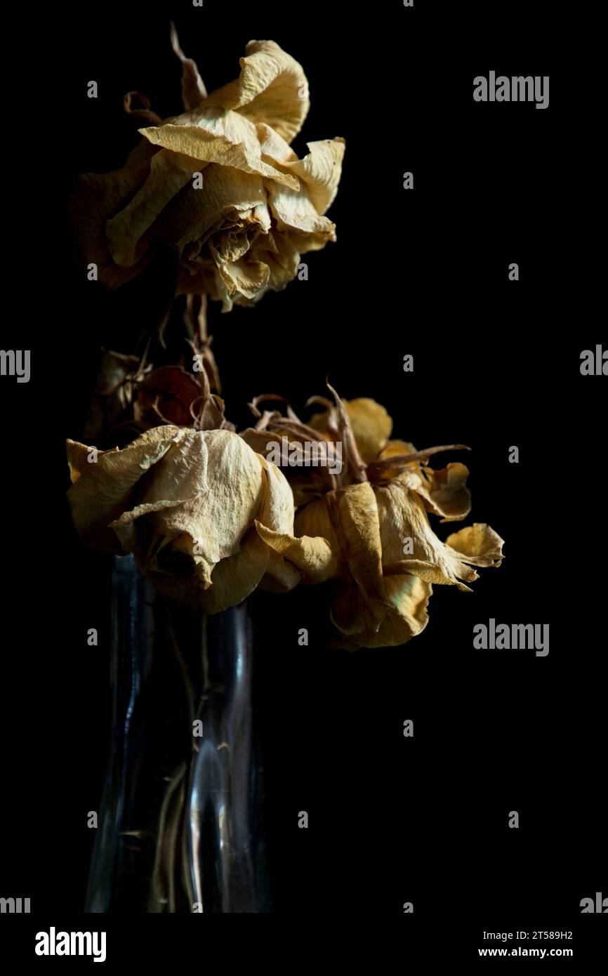 Withered roses in glass vase on black background Stock Photo - Alamy