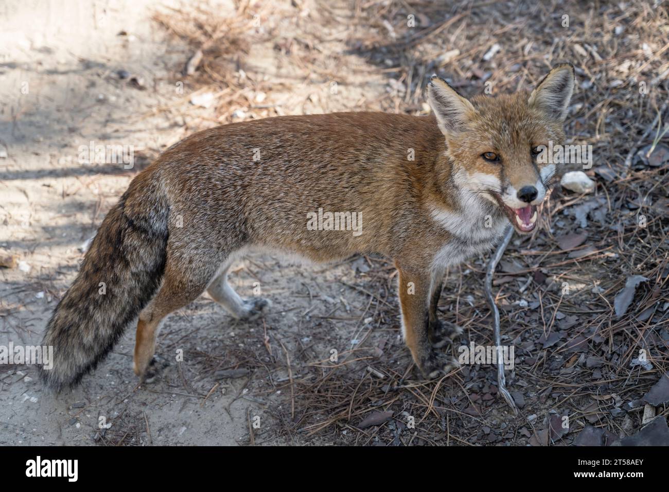fox standing in shadow on dirt path in pine grove on Mediterranean ...