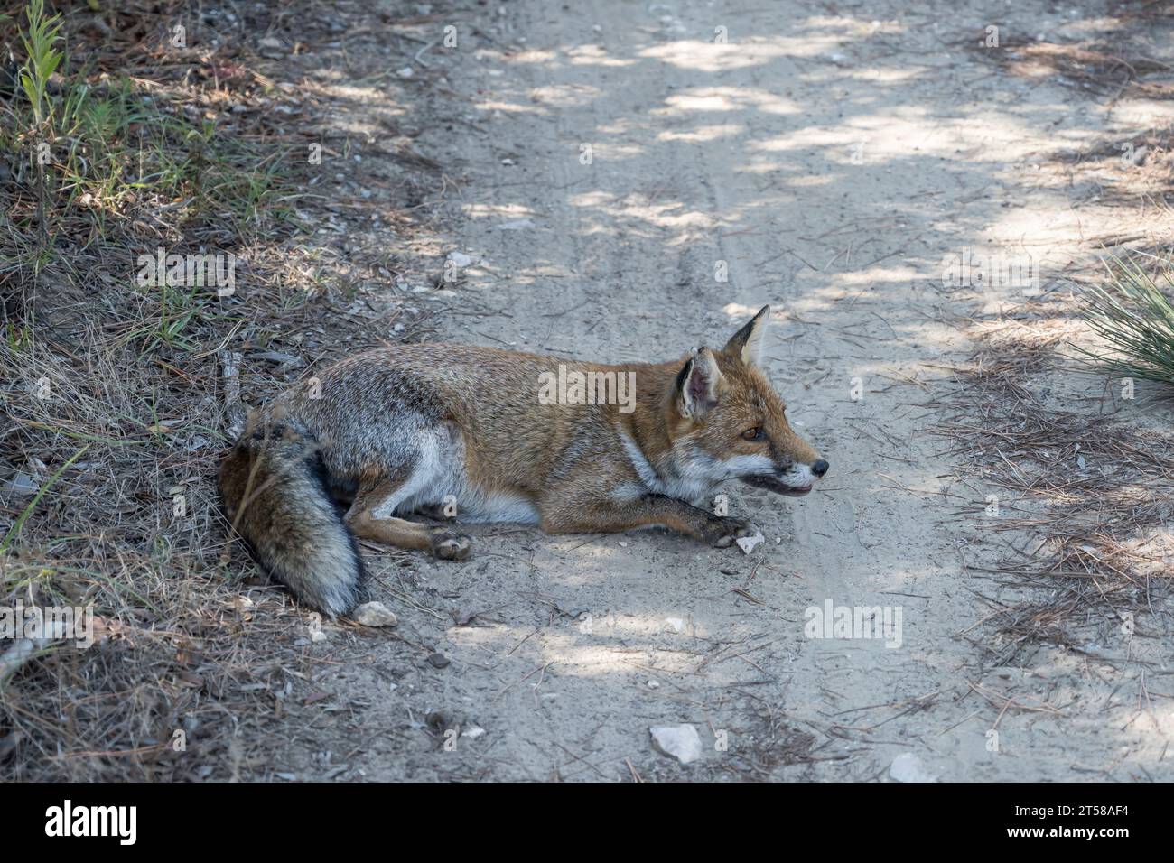fox waiting in shadow on dirt path in pine grove on Mediterranean shore ...