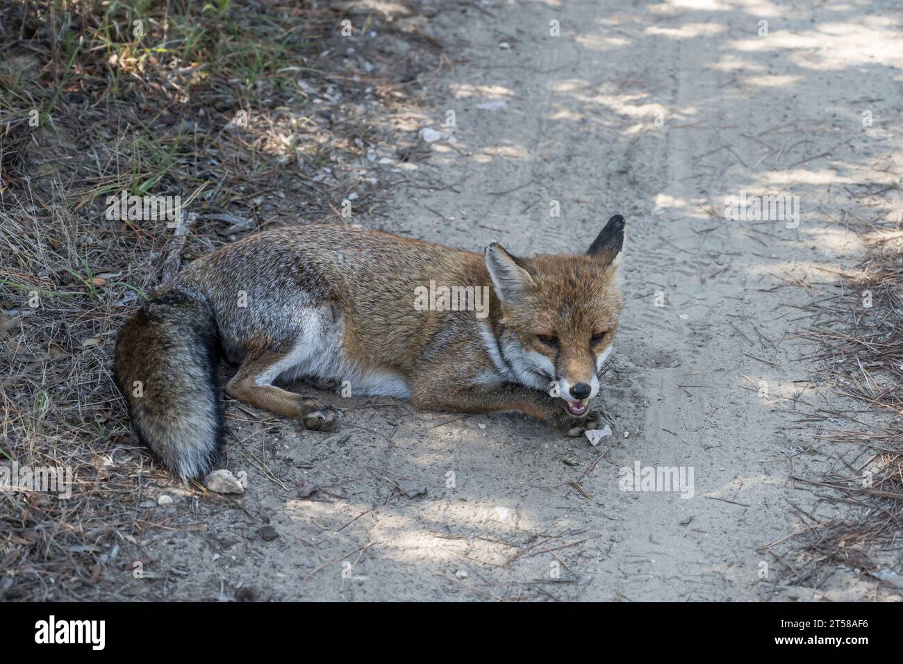 fox resting in shadow on dirt path in pine grove on Mediterranean shore ...