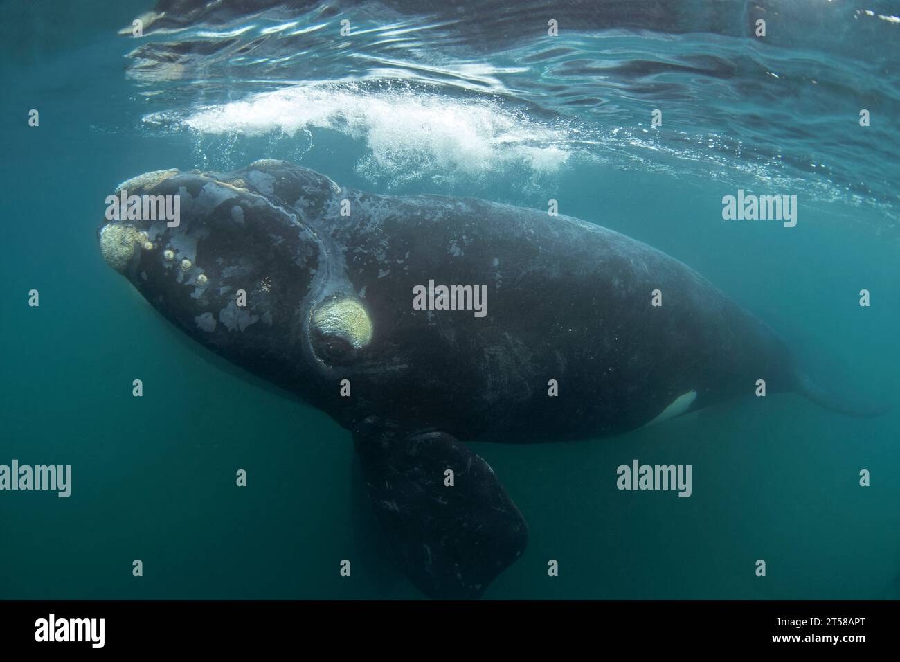 Southern right whale around the Valdes peninsula. Right whale with the ...
