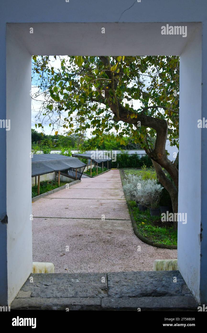 Plants of an orchard in the park of a royal palace of Capodimonte in ...