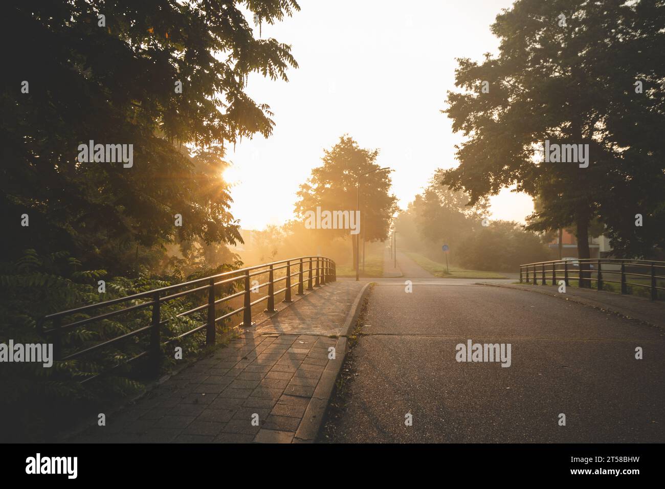 Morning sun rays passing through the fog in Almere Forest Park ...