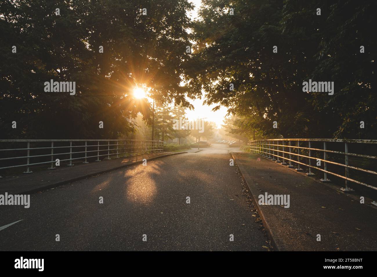 Morning sun rays passing through the fog in Almere Forest Park ...