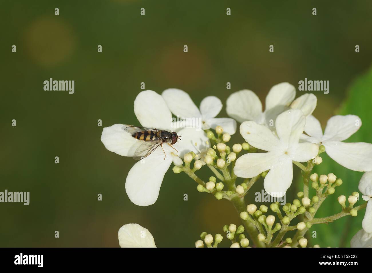 Close up hoverfly Meliscaeva auricollis, family Syrphidae on white ...