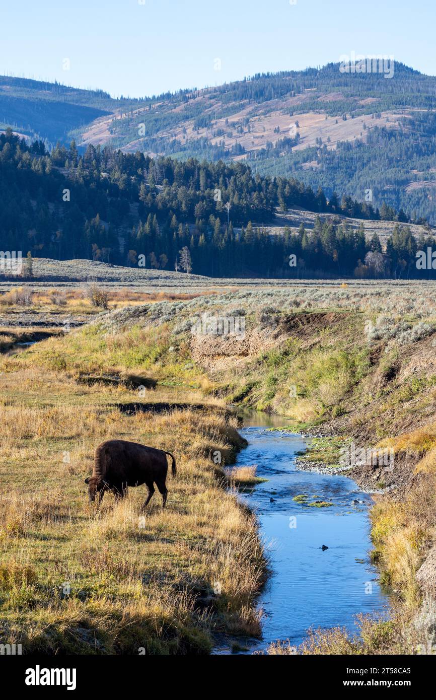 Buffalo grazing next river hi-res stock photography and images - Alamy