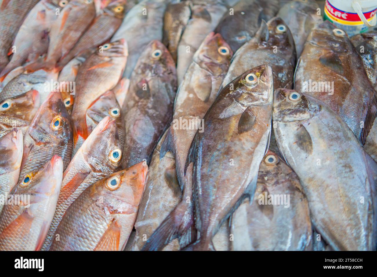 Fishing industry cape verde hi-res stock photography and images - Alamy