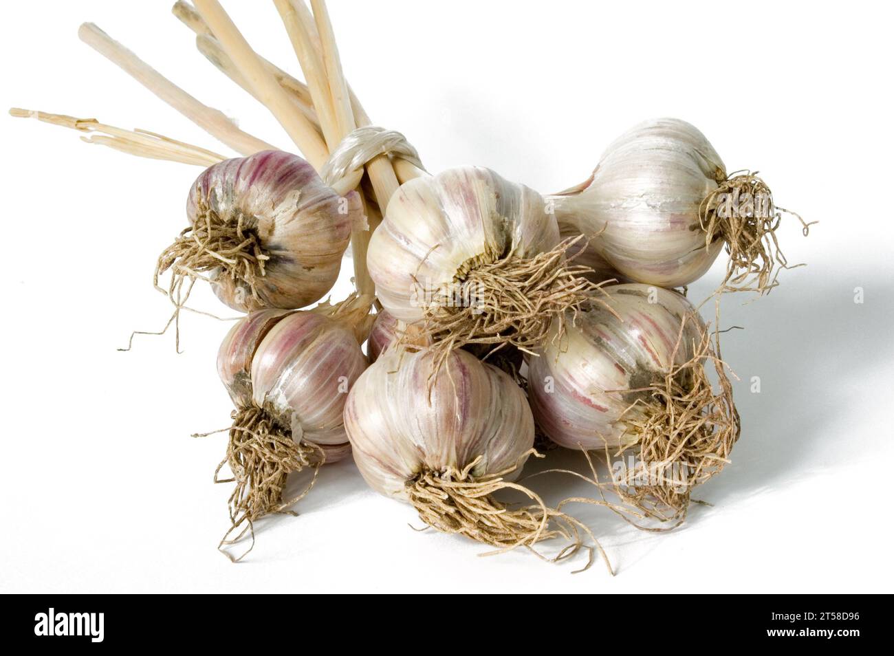 Garlic bunch isolated on white background Stock Photo - Alamy