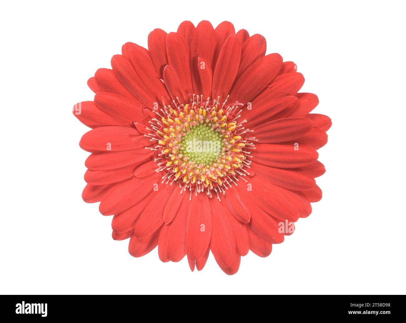 Red gerbera flower on white Stock Photo - Alamy