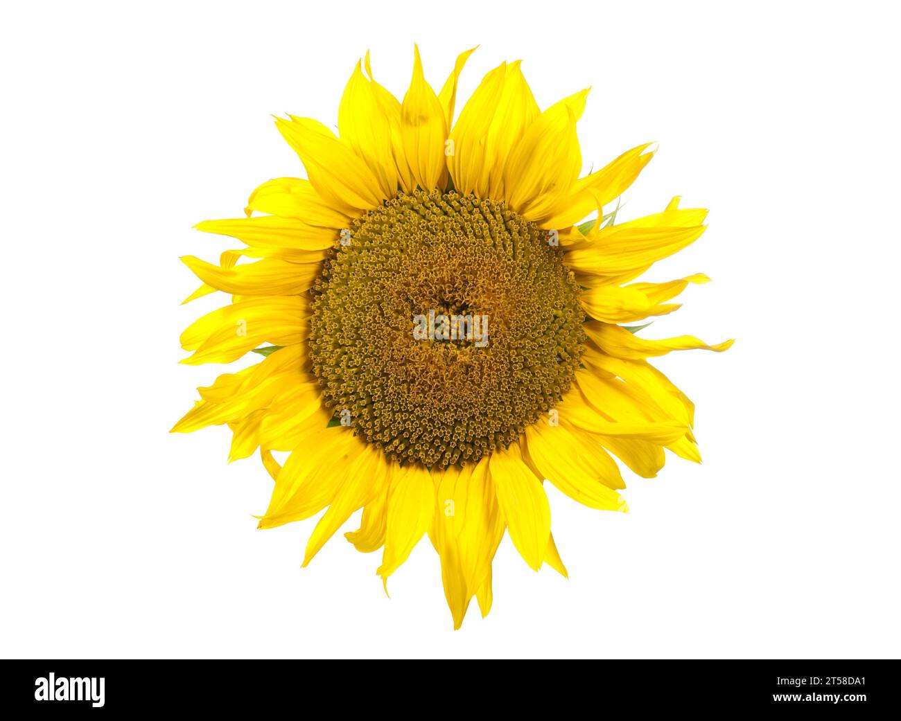A single sunflower isolated on white Stock Photo - Alamy