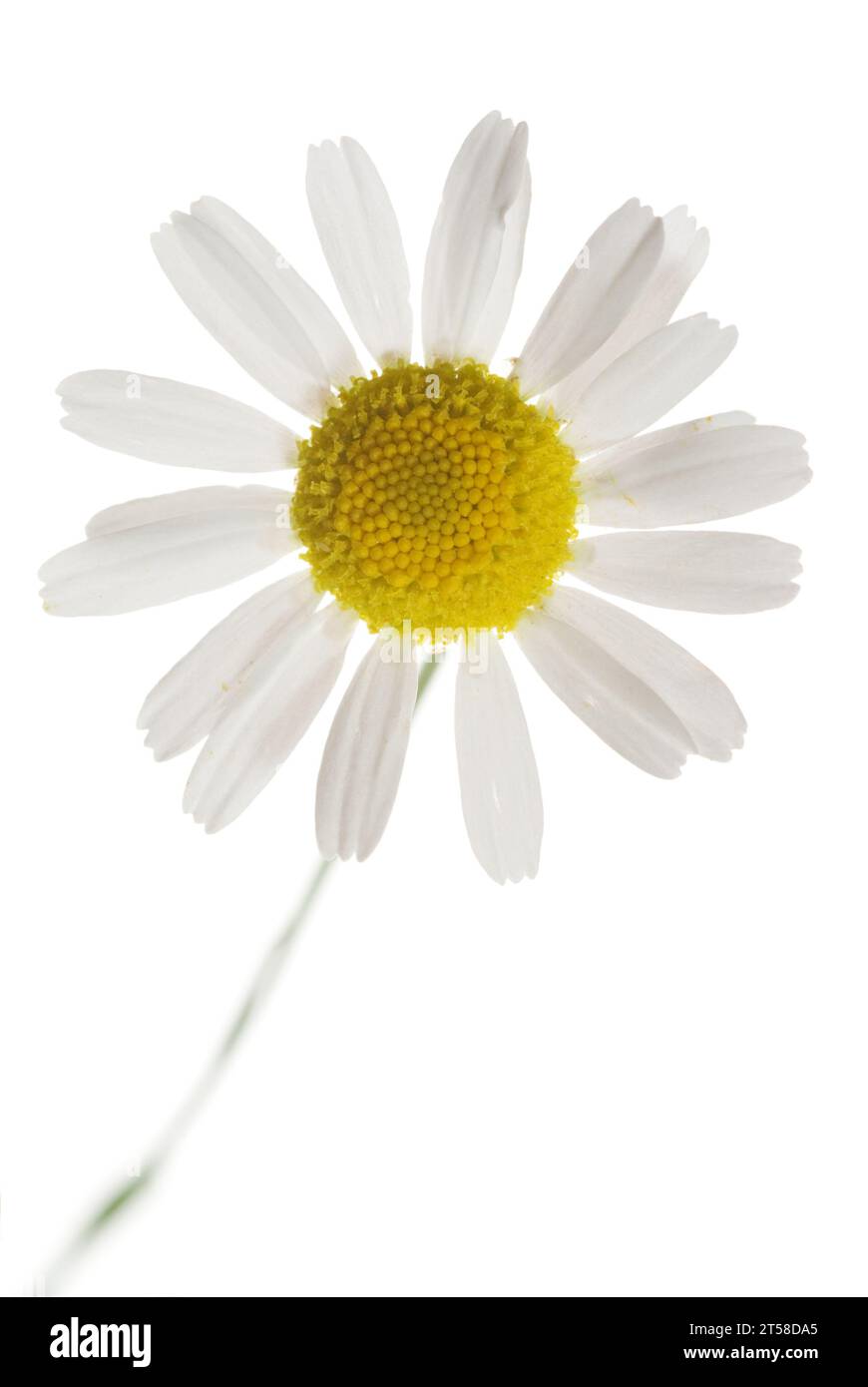 White yellow ox eye Cut Out Stock Images & Pictures - Alamy