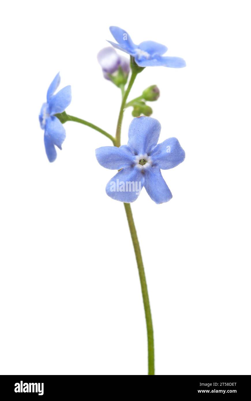 A single forget-me-not flower isolated on white Stock Photo - Alamy