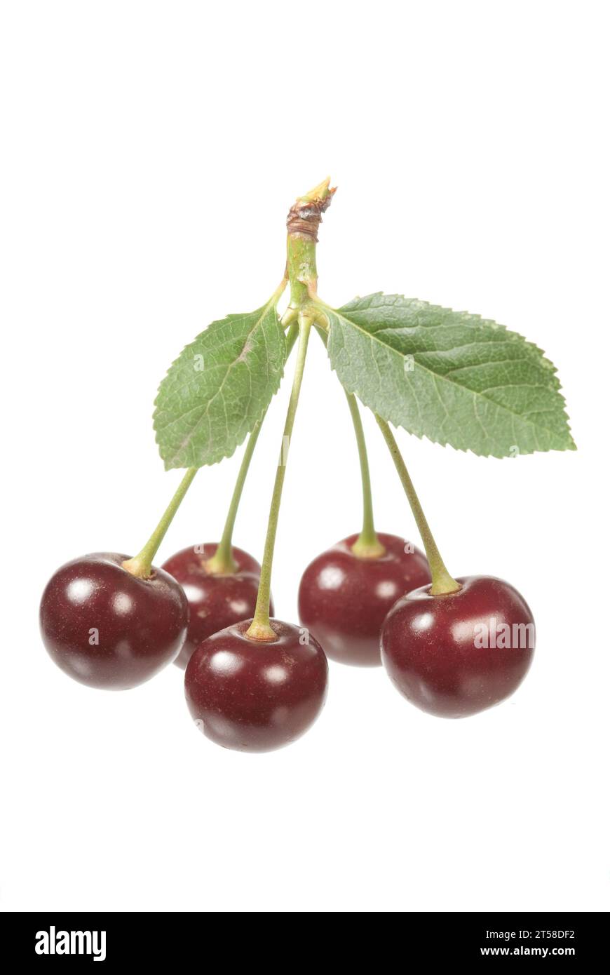 Five cherries with a leaf on white Stock Photo - Alamy