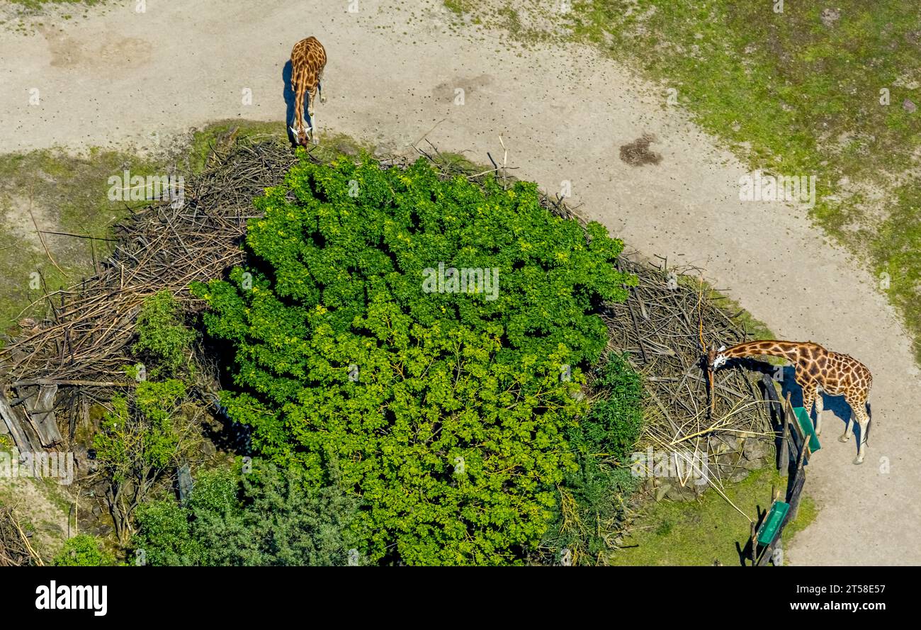 Aerial view, ZOOM Adventure World Zoo, giraffes, Bismarck ...