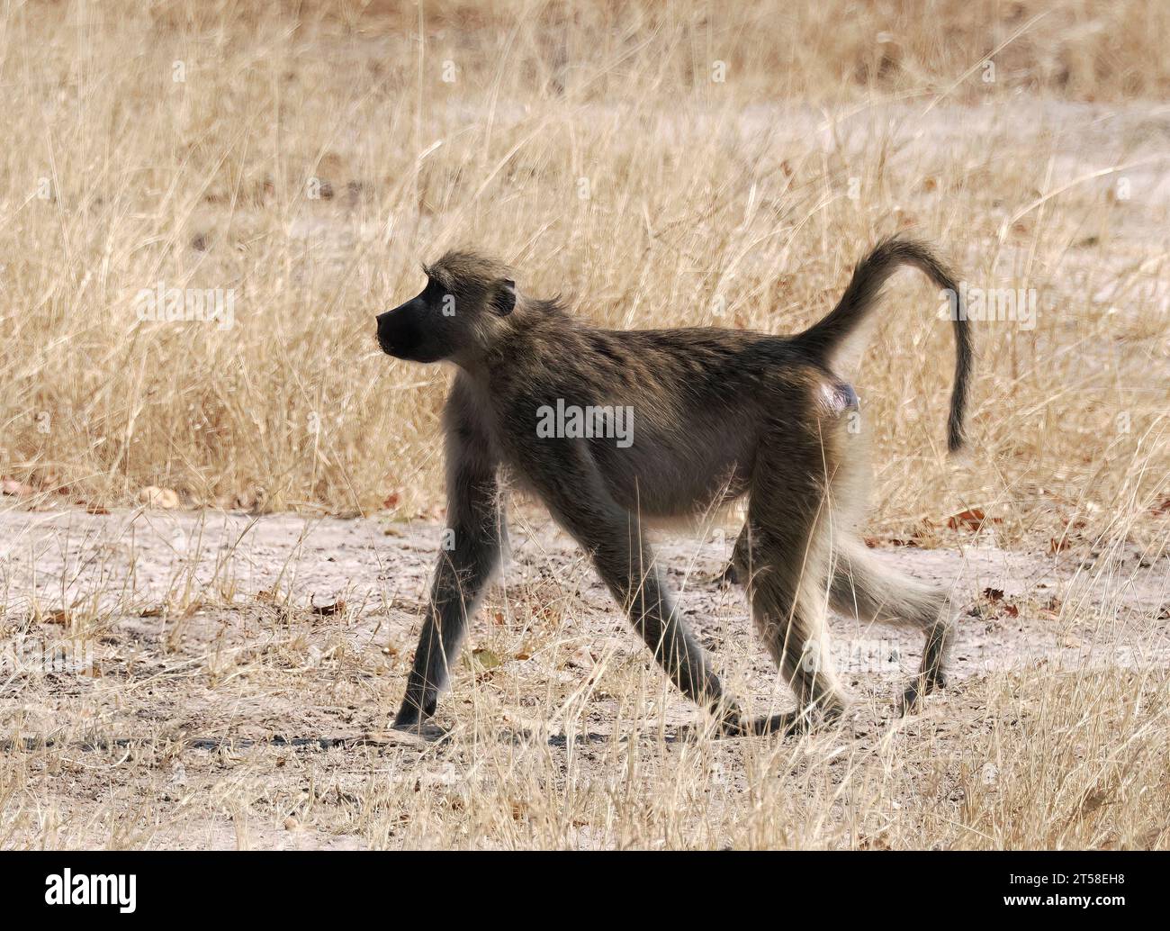 Chacma baboon, Cape baboon, Bärenpavian, Chacma, Papio ursinus ...