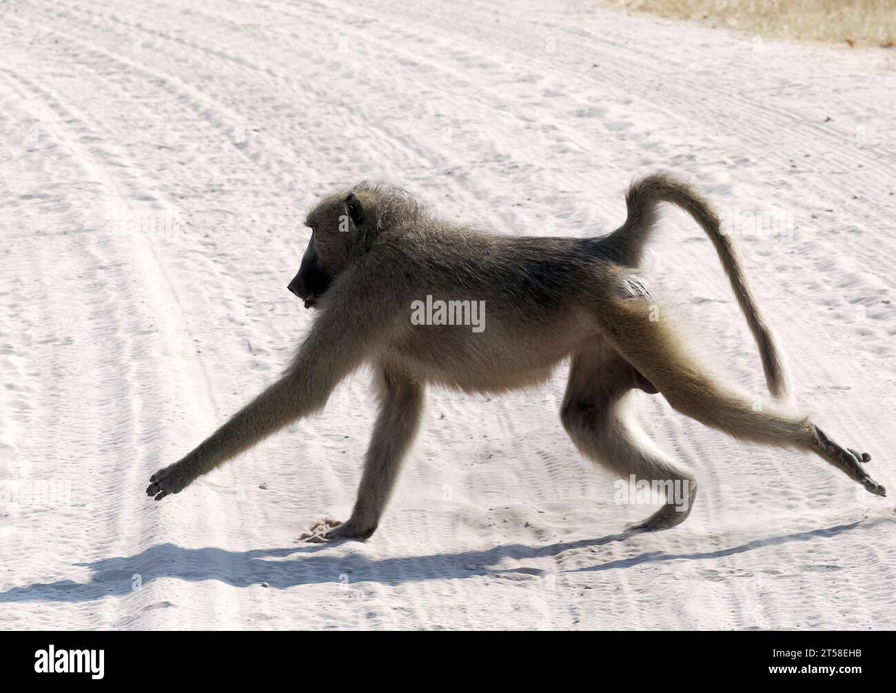 Chacma baboon, Cape baboon, Bärenpavian, Chacma, Papio ursinus ...