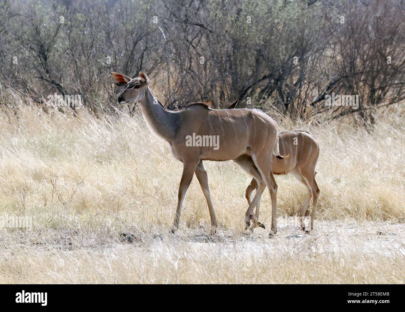 Greater kudu, Grand koudou, Tragelaphus strepsiceros strepsiceros, nagy ...