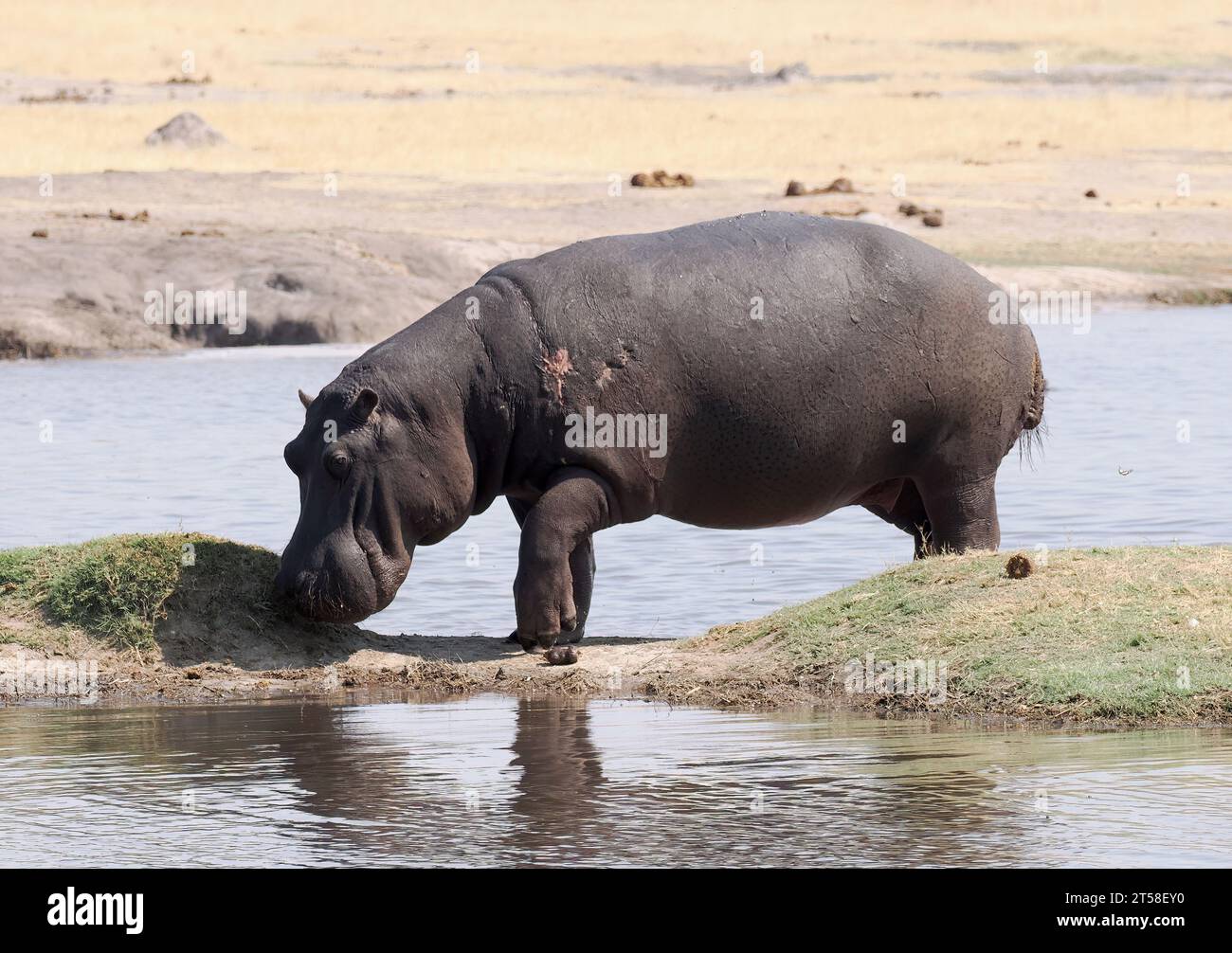 hippo, Flusspferd, Hippopotame amphibie, Hippopotamus amphibius, nílusi ...