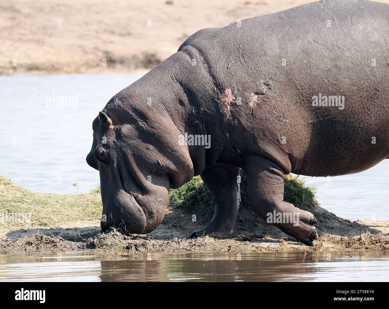 Hippopotame commun hi-res stock photography and images - Alamy