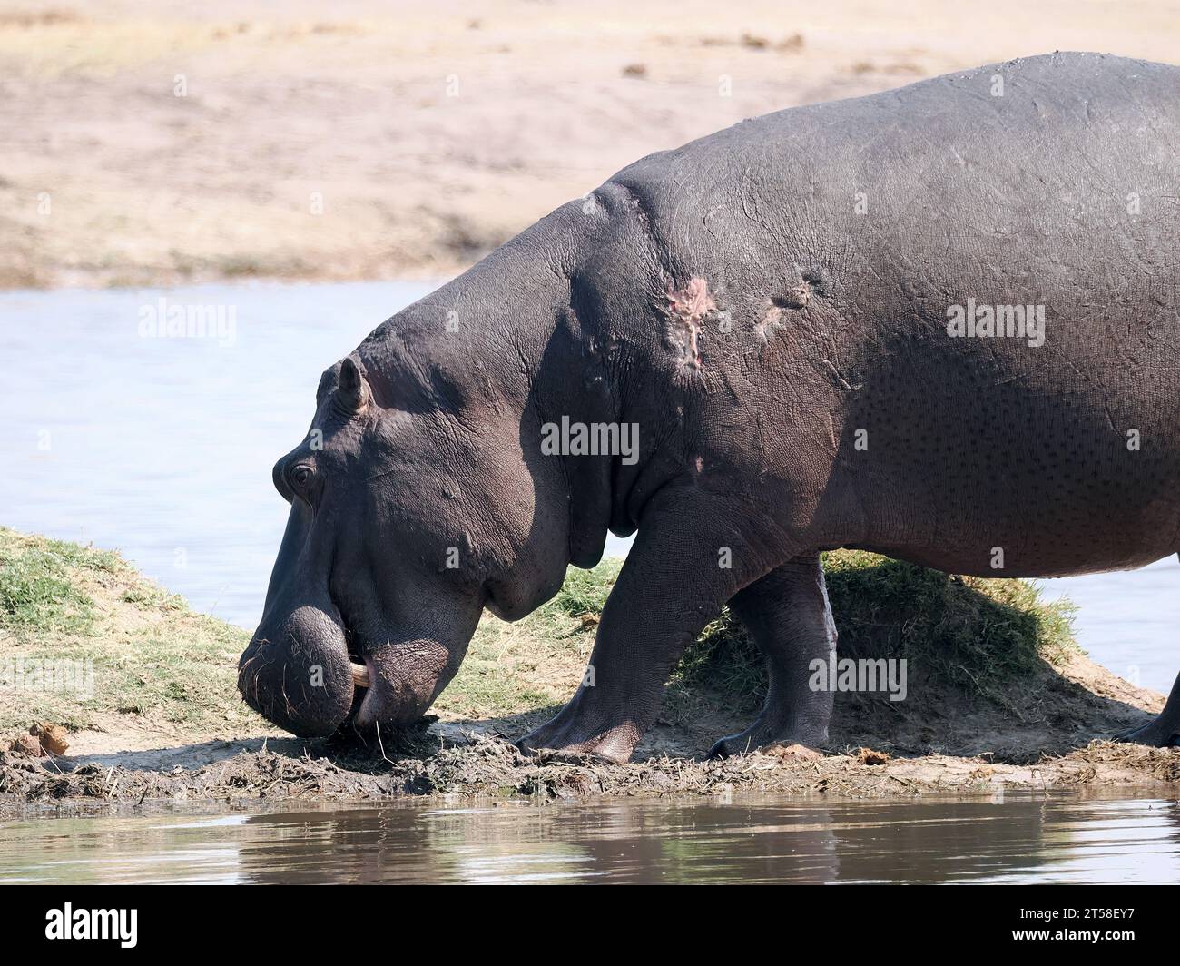 hippo, Flusspferd, Hippopotame amphibie, Hippopotamus amphibius, nílusi ...