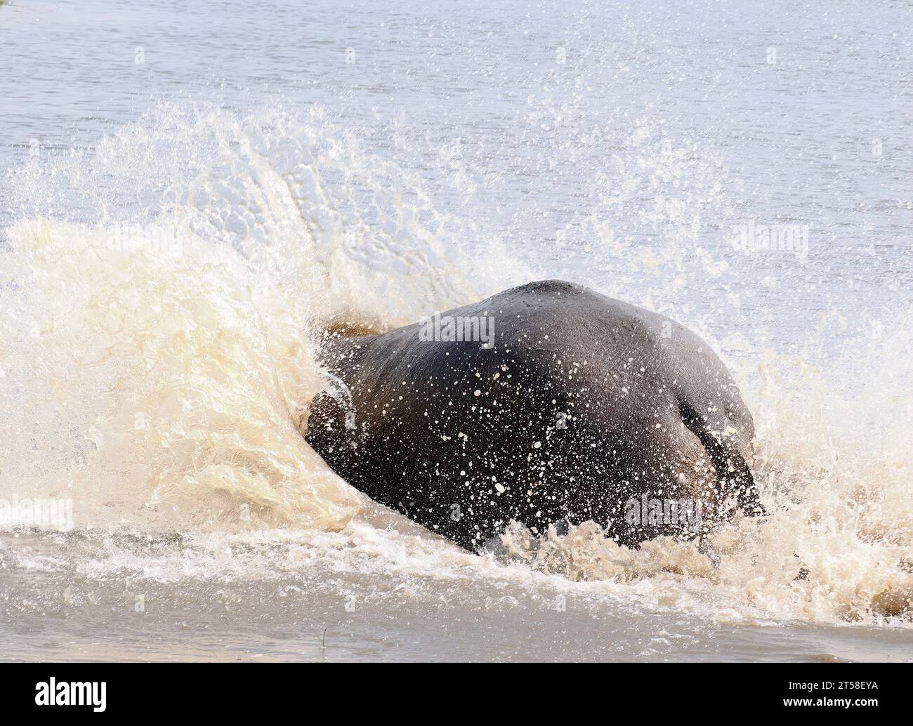 Hippopotame commun hi-res stock photography and images - Alamy